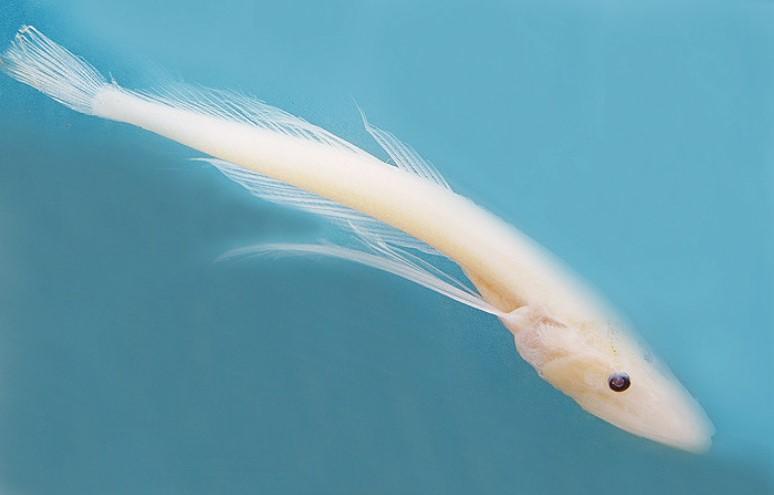 15 ANIMAUX de RUSSIE - caractéristiques et PHOTOS