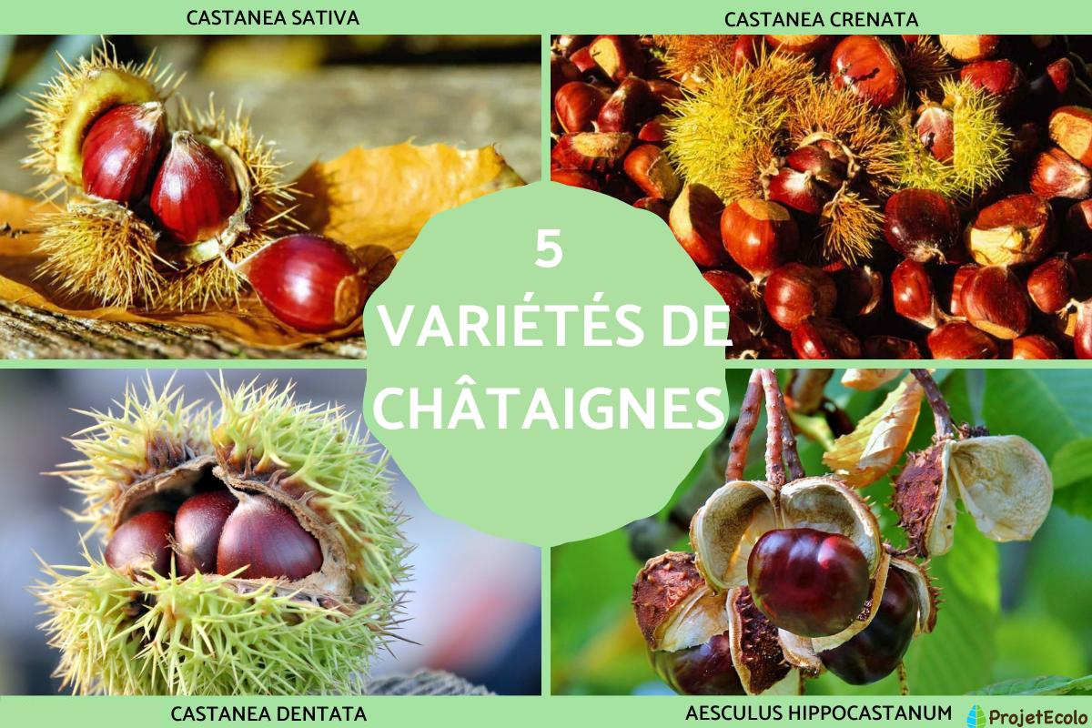 5 VARIÉTÉS de CHÂTAIGNES - Noms, CARACTÉRISTIQUES et PHOTOS
