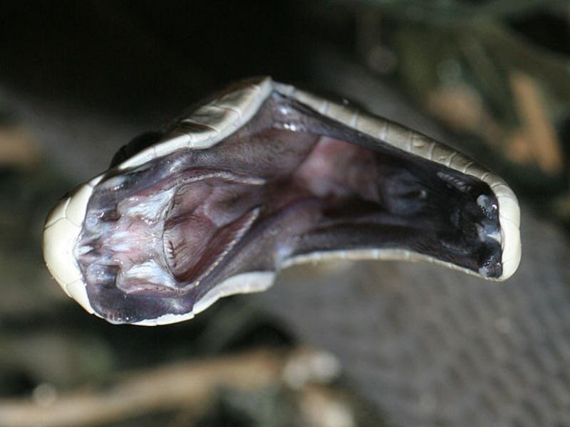 MAMBA NOIR : TAILLE, ALIMENTATION, REPRODUCTION, MORSURE