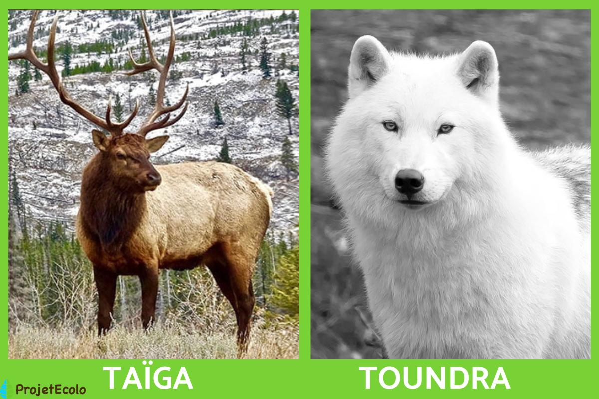 TAÏGA : CARACTÉRISTIQUES, FLORE et FAUNE