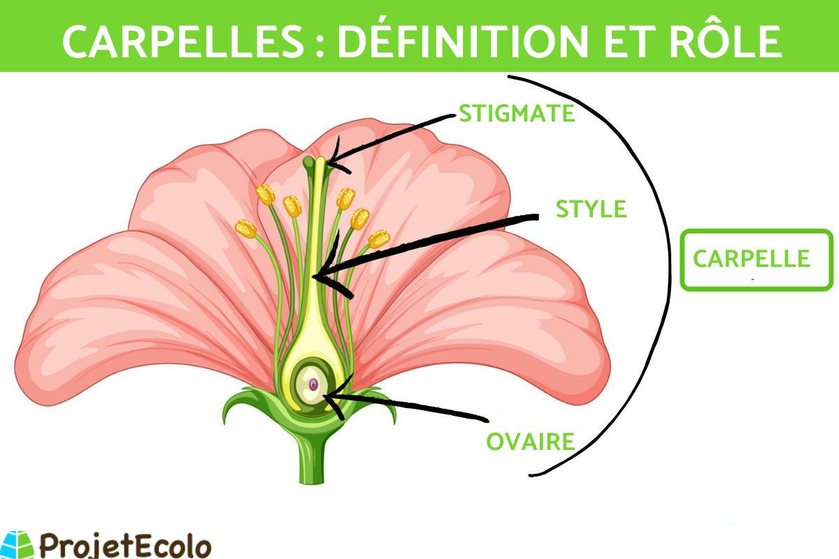 Carpelle : Définition et fonction - Résumé avec SCHÉMAS