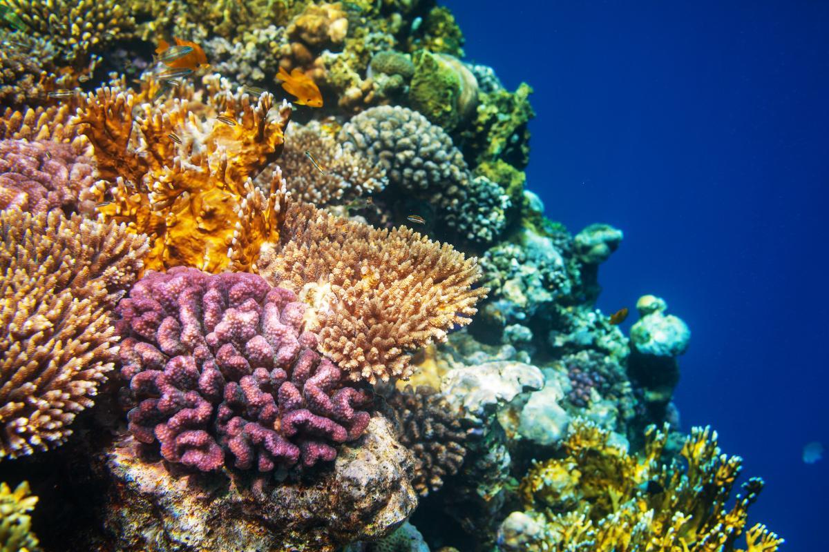 Types de coraux - Noms, caractéristiques et PHOTOS