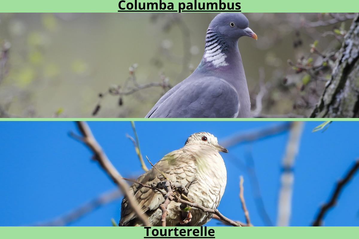 Différence entre pigeon et tourterelle