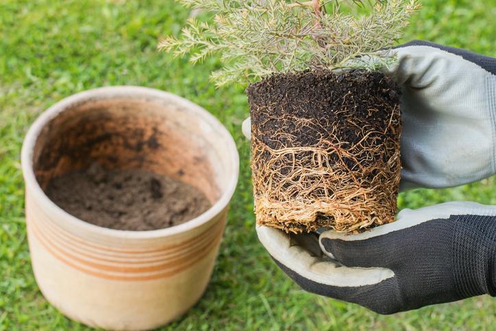 MYCORHIZE - Définition, rôle types et LISTE