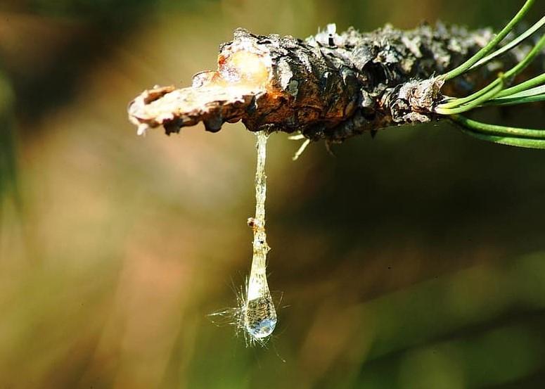 Sève des arbres : définition, types et fonctions