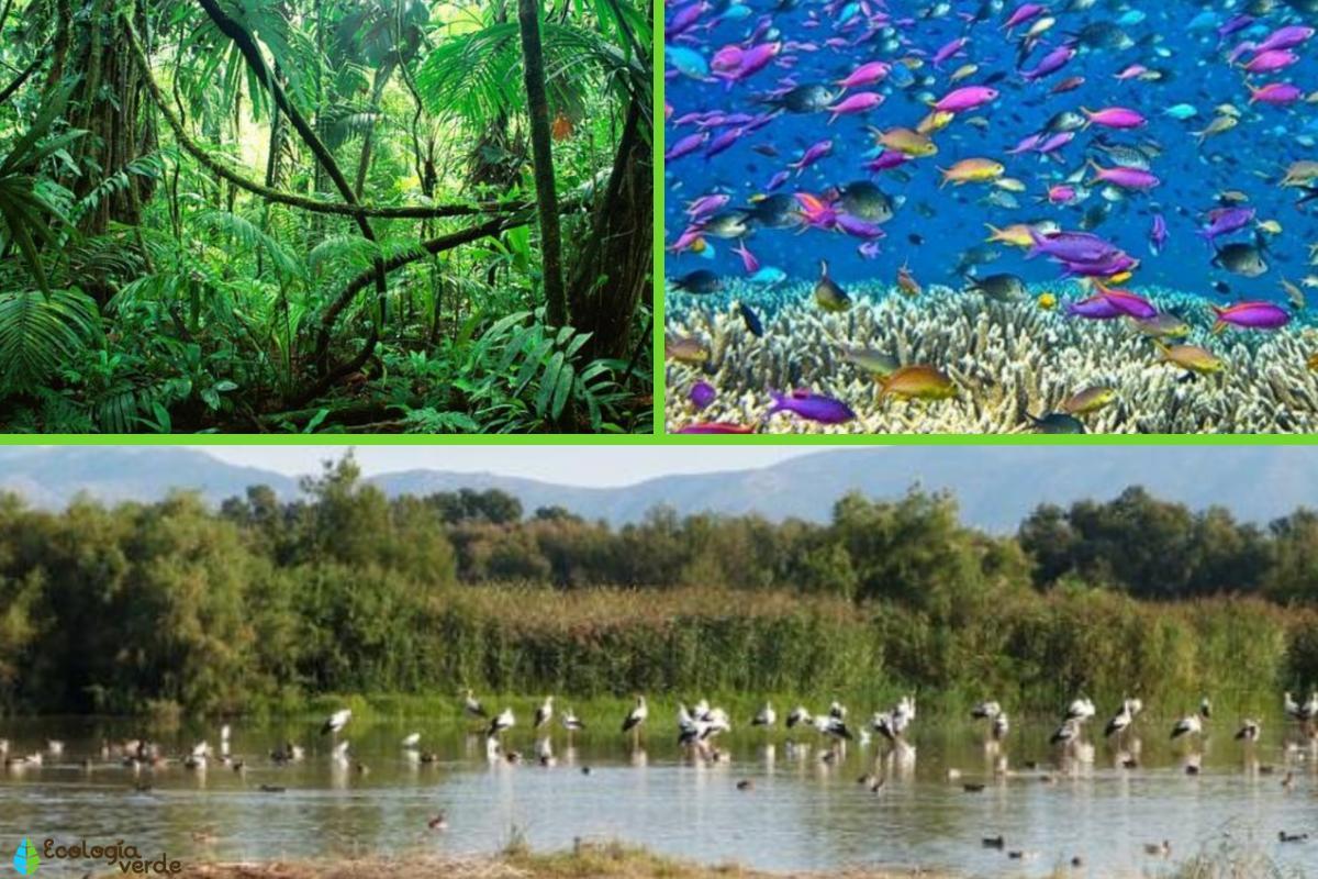 Qu'est-ce qu'un écosystème - Définition pour ENFANTS