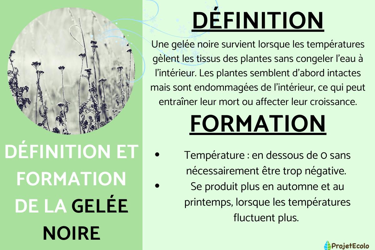 Gelée noire : définition, température et conséquences