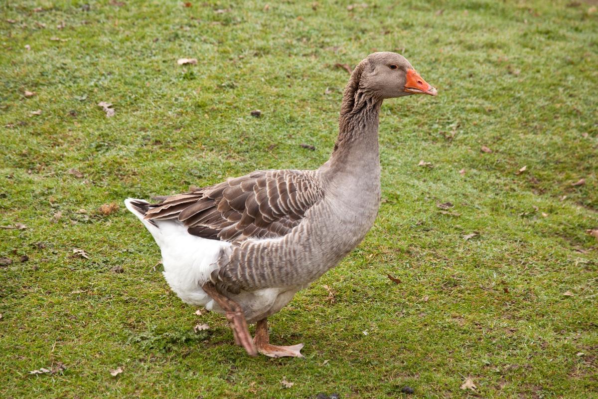 10 RACES D'OIES - Noms et photos