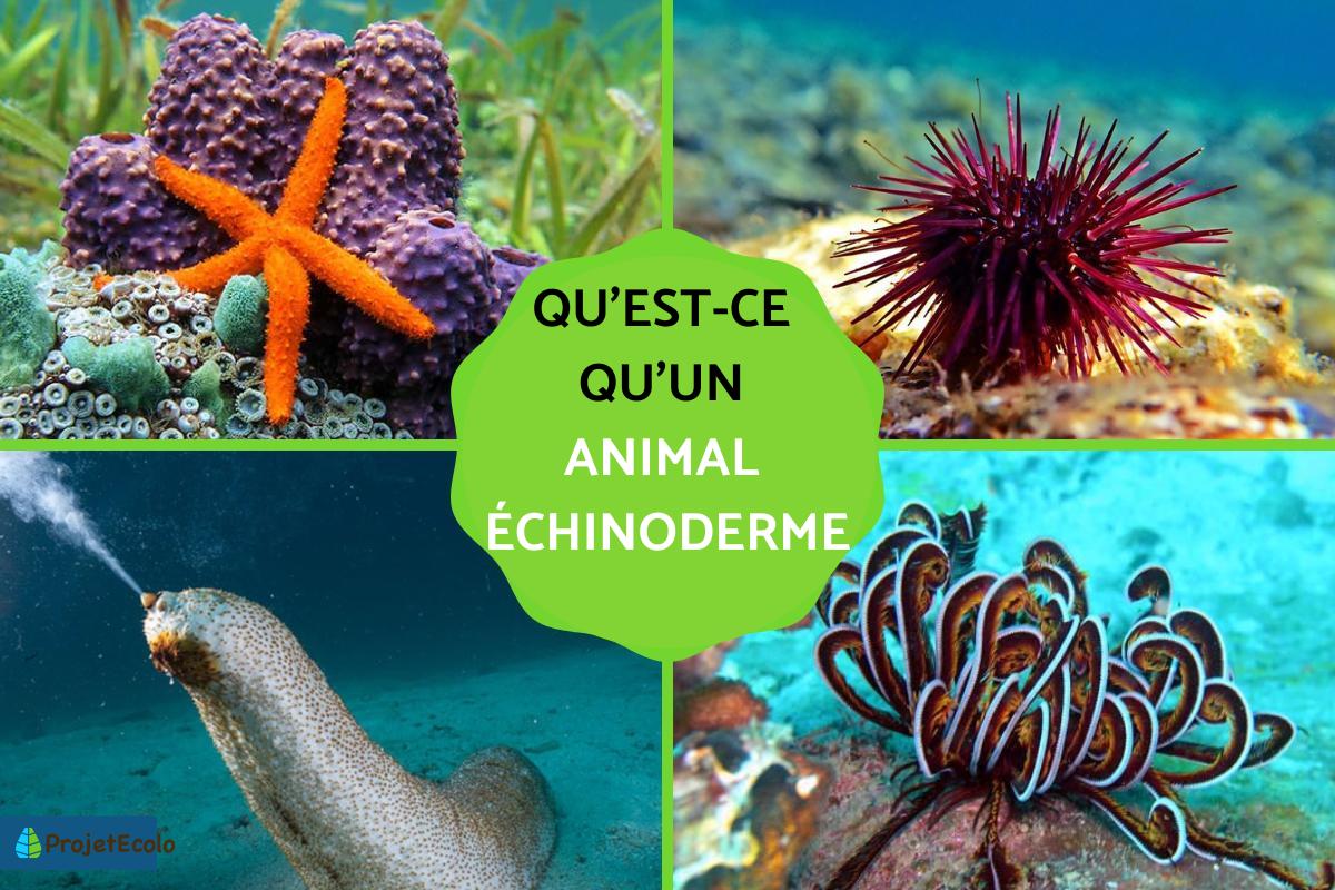 ÉCHINODERMES - DÉFINITION, CARACTÉRISTIQUES, CLASSIFICATION, EXEMPLES