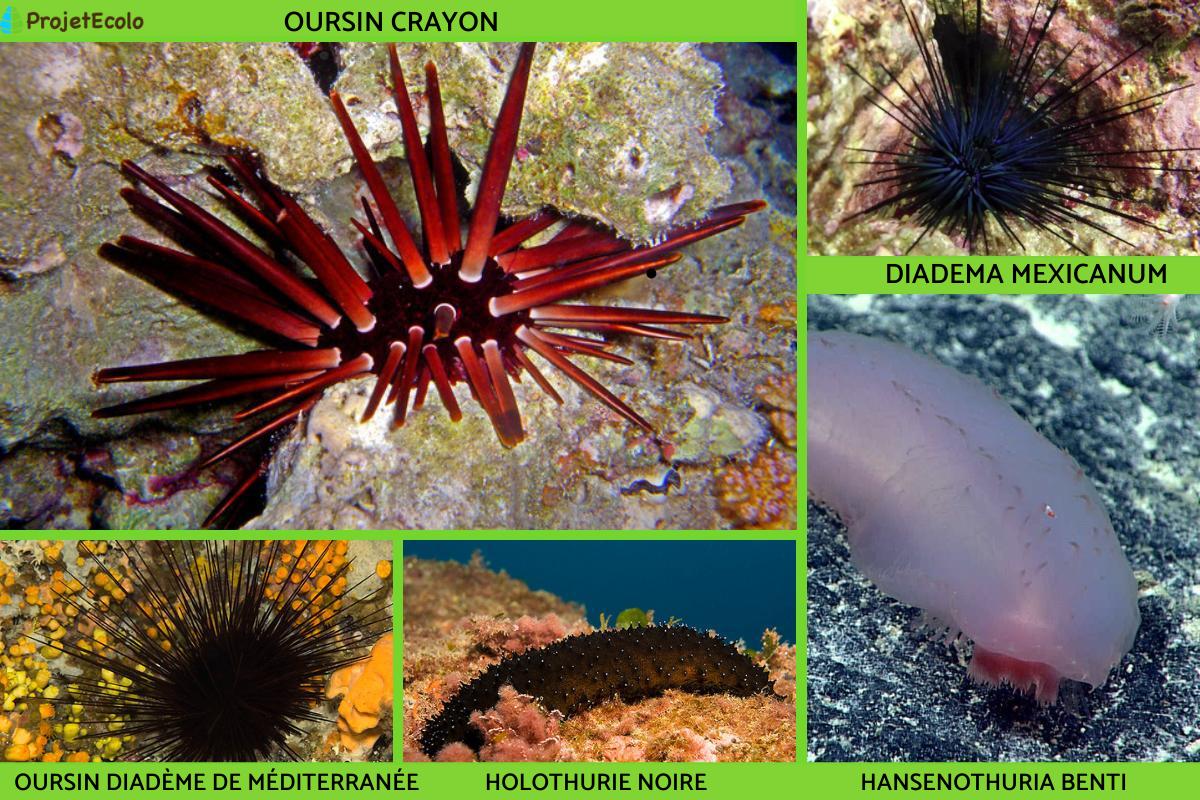 ÉCHINODERMES - DÉFINITION, CARACTÉRISTIQUES, CLASSIFICATION, EXEMPLES