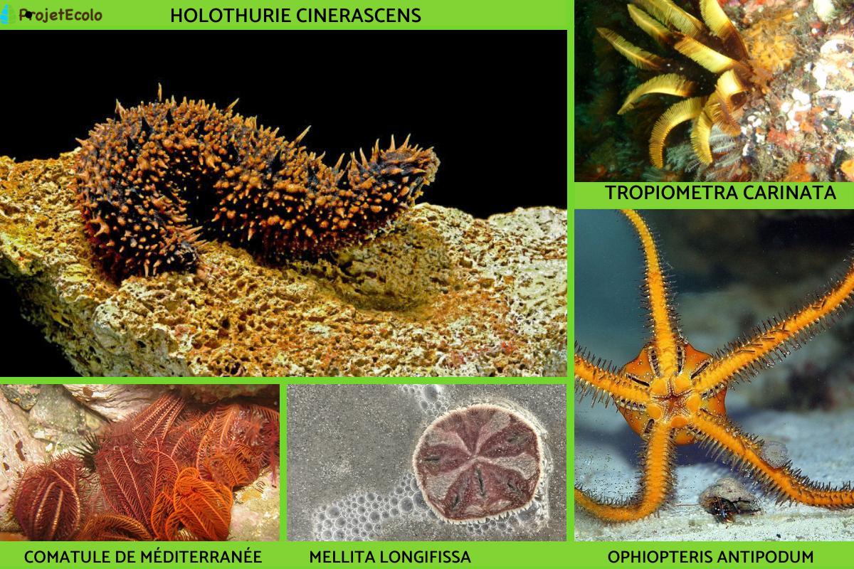 ÉCHINODERMES - DÉFINITION, CARACTÉRISTIQUES, CLASSIFICATION, EXEMPLES