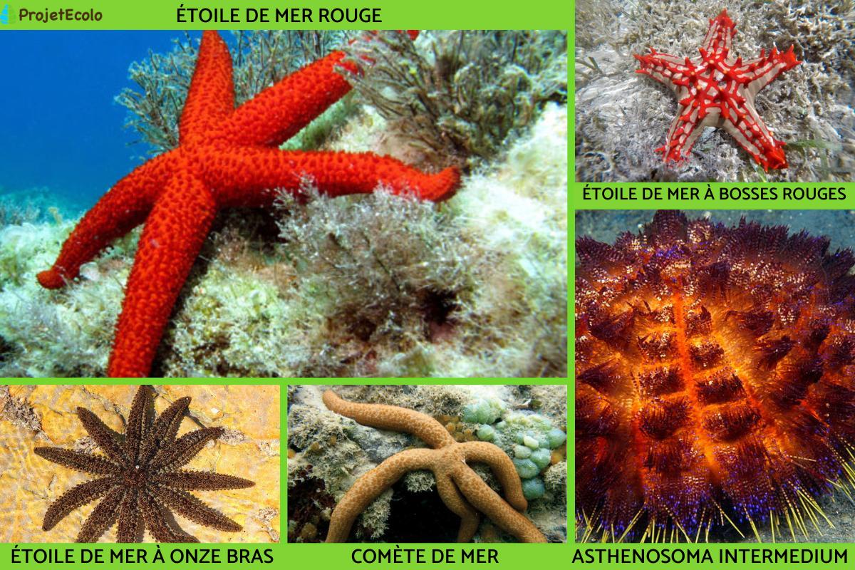 ÉCHINODERMES - DÉFINITION, CARACTÉRISTIQUES, CLASSIFICATION, EXEMPLES