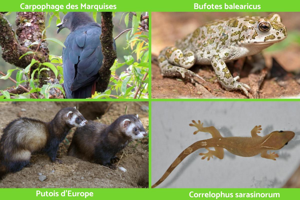 La faune et la flore de France - Caractéristiques et ESPÈCES