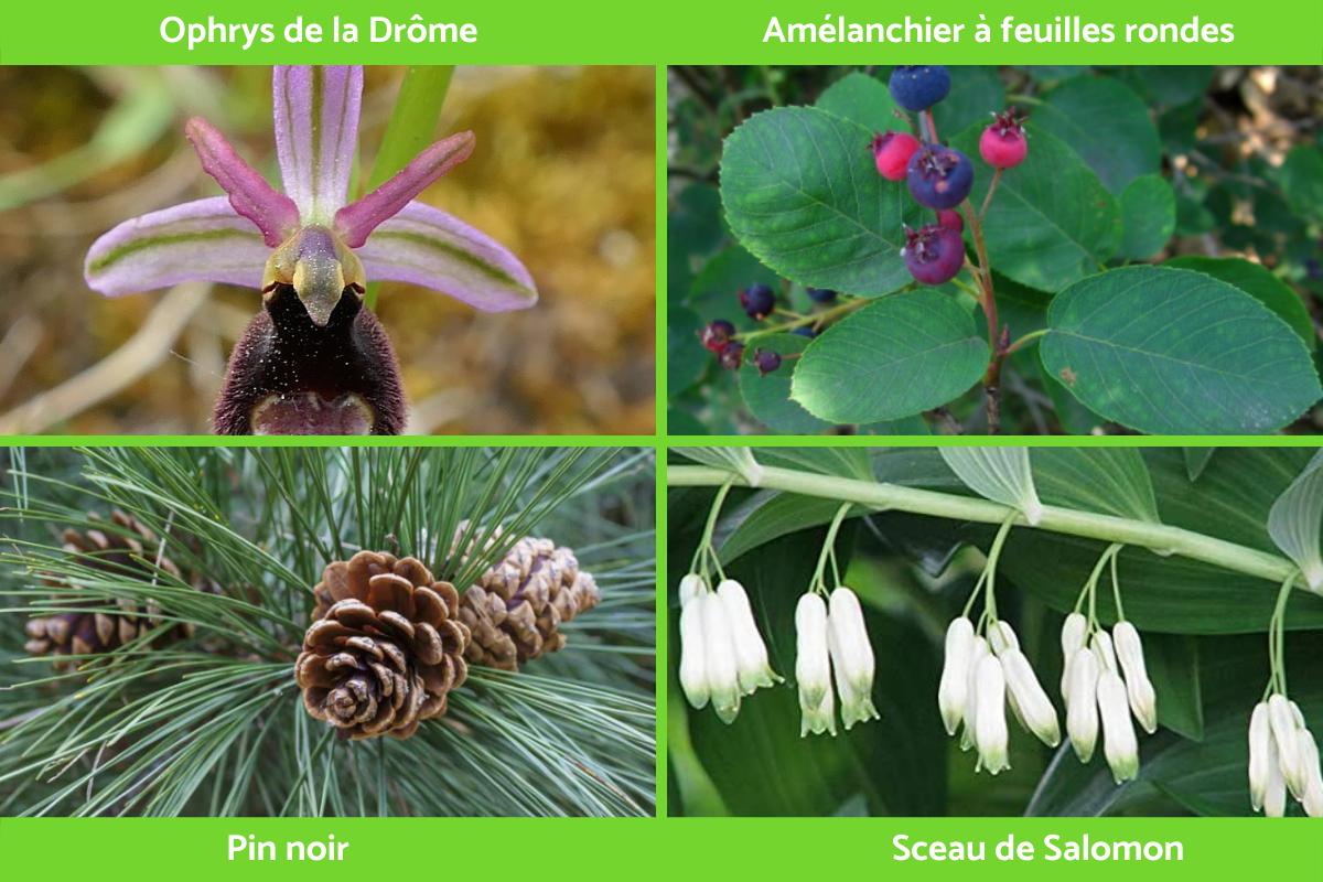 La faune et la flore de France - Caractéristiques et ESPÈCES