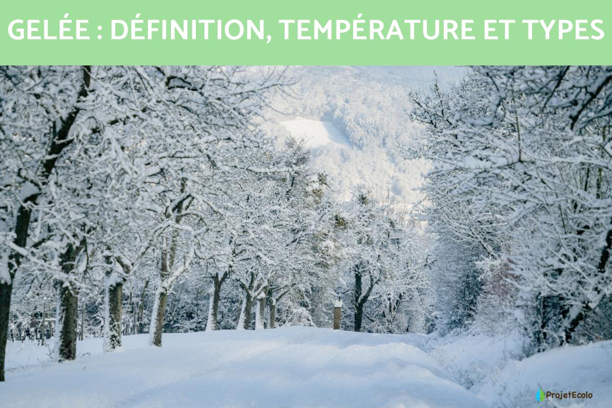 Gelée : définition, température et types - RÉSUMÉ COMPLET