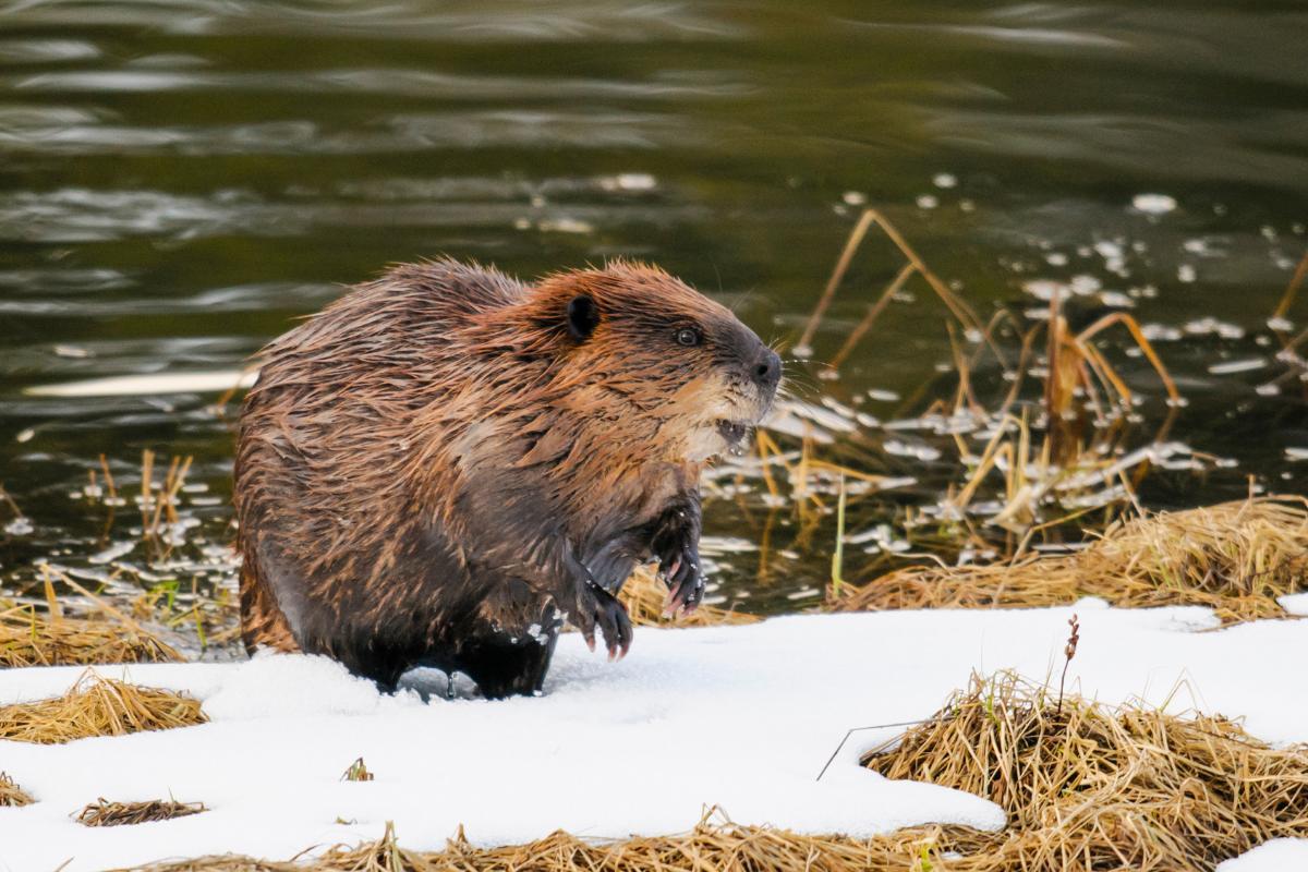 2 Espèces de Castors - NOMS et PHOTOS