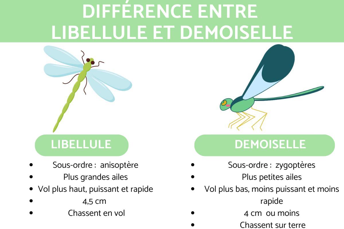 Différence entre libellule et demoiselle