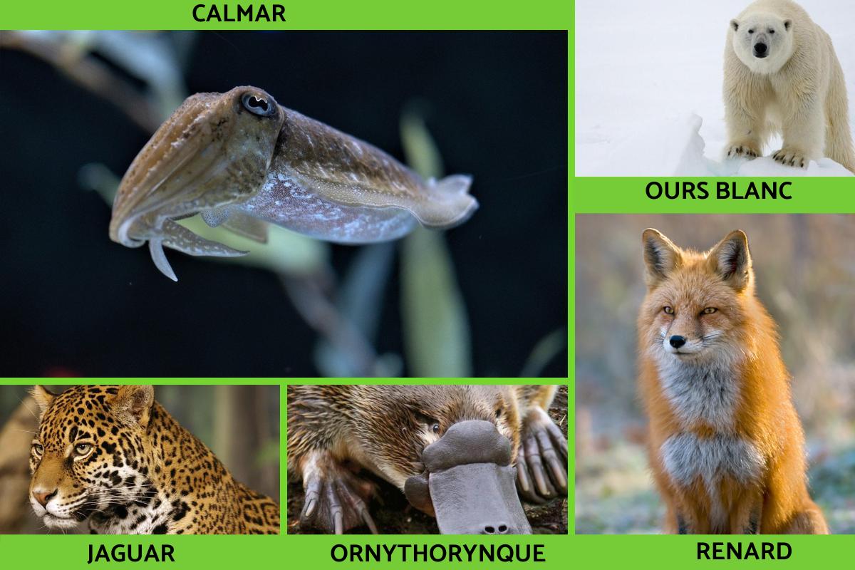15 animaux SOLITAIRES - LISTE avec PHOTOS