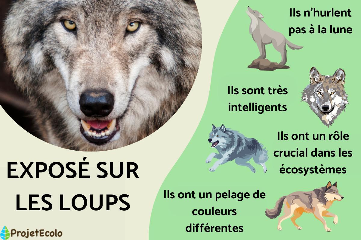 Exposé sur les loups - 10 Informations intéressantes