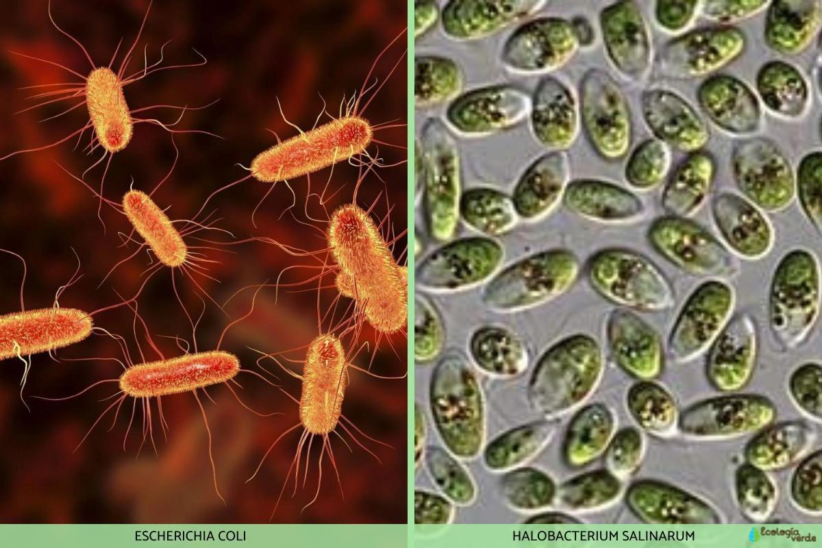 Cellule procaryote : Schéma, caractéristiques et fonctions