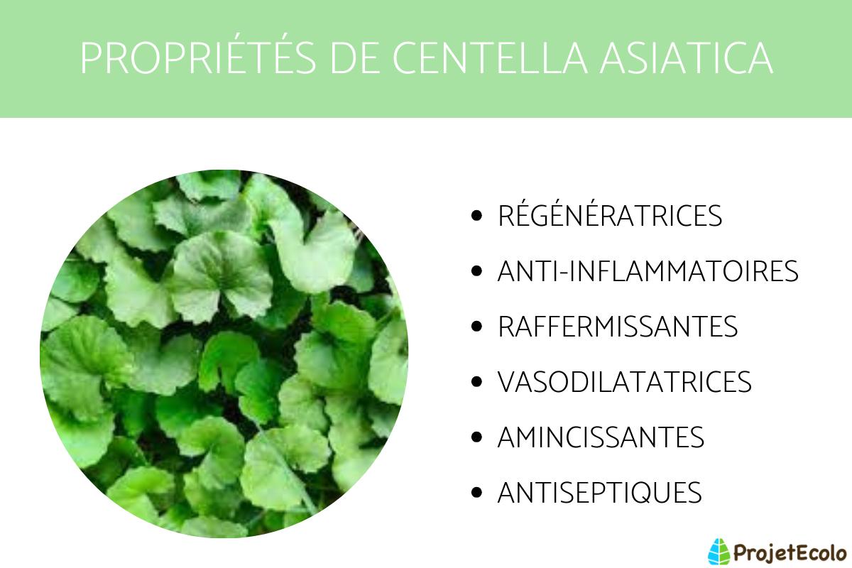 CENTELLA ASIATICA : PROPRIÉTÉS, BIENFAITS et CONTRE-INDICATIONS