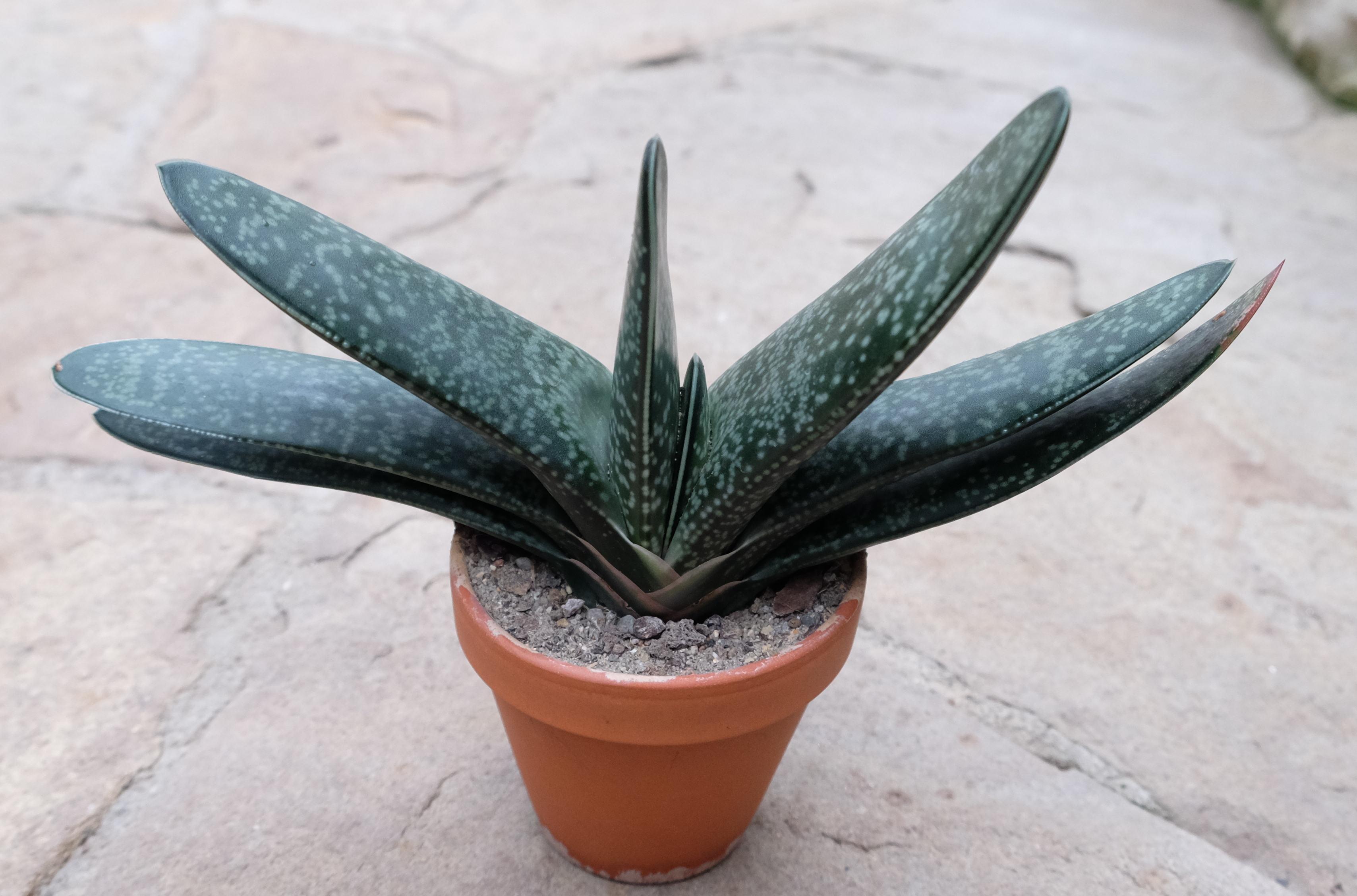 GASTERIA : Entretien et types