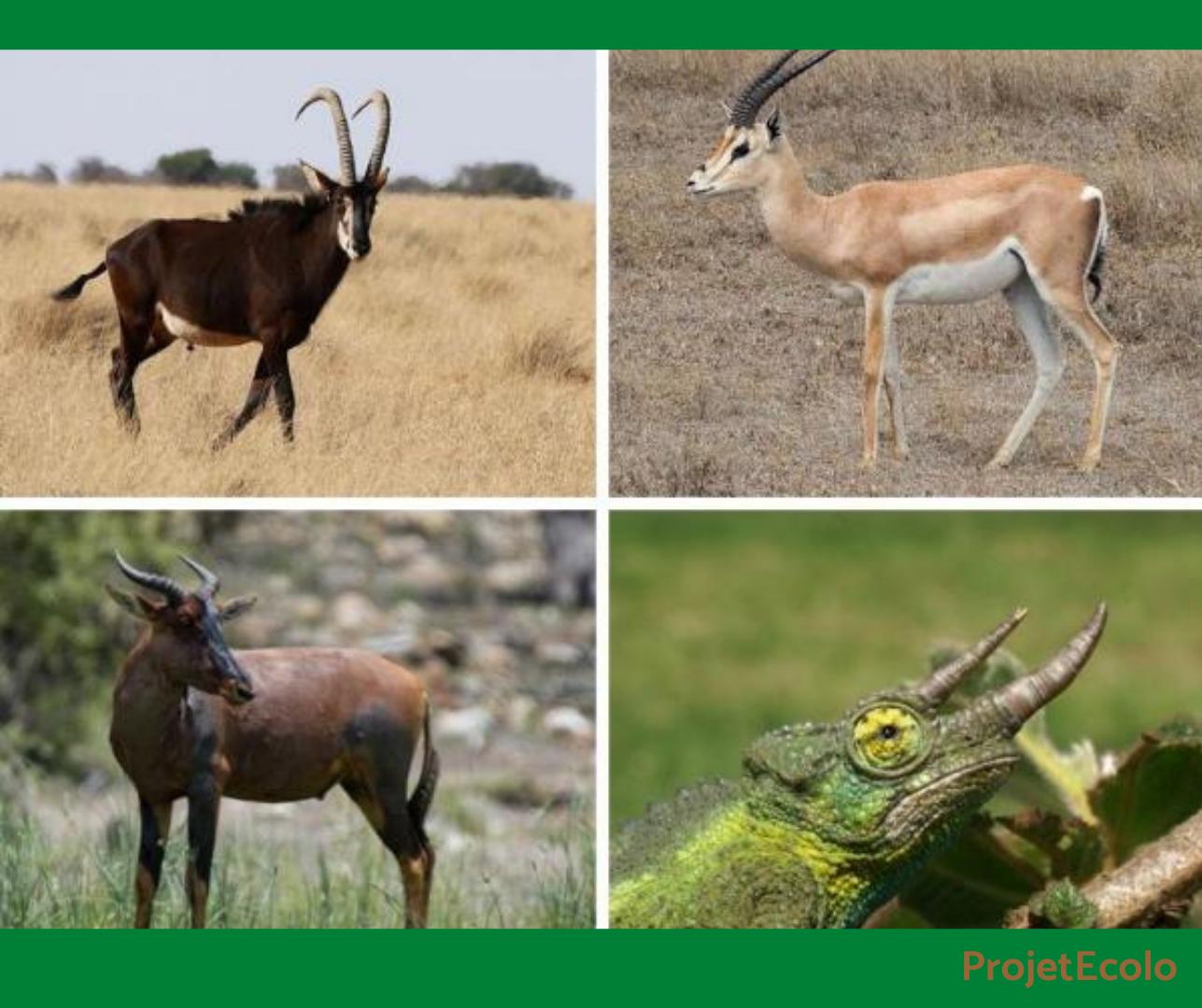 +20 ANIMAUX à CORNES - Afrique, Europe, Asie