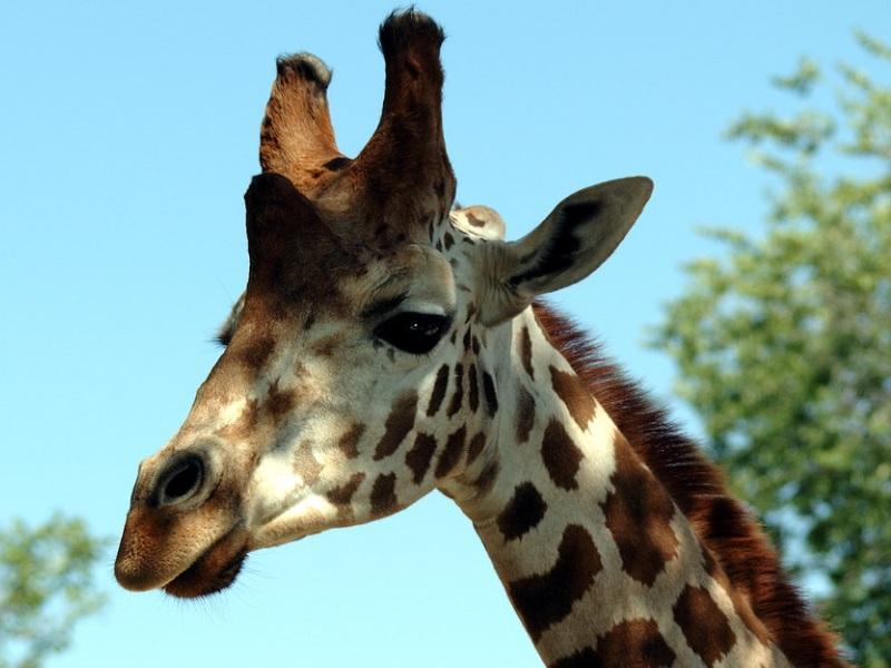 +20 ANIMAUX à CORNES - Afrique, Europe, Asie
