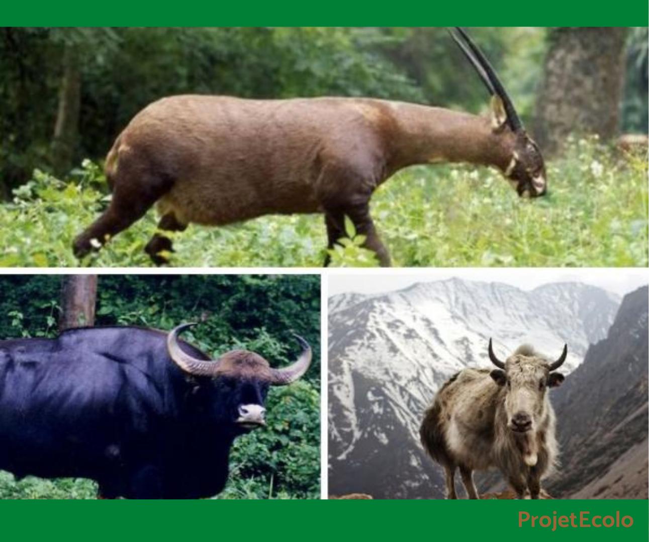 +20 ANIMAUX à CORNES - Afrique, Europe, Asie