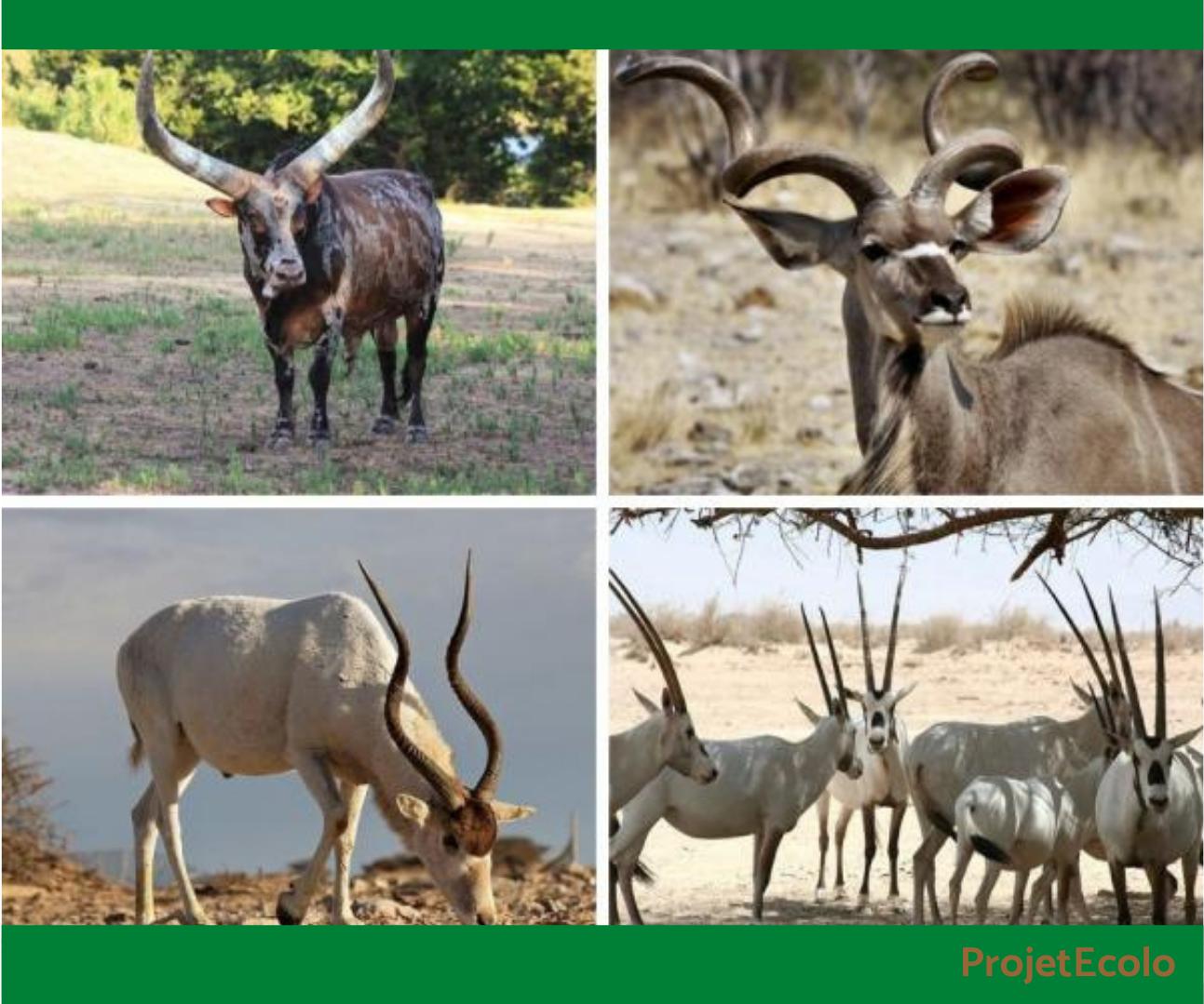 +20 ANIMAUX à CORNES - Afrique, Europe, Asie
