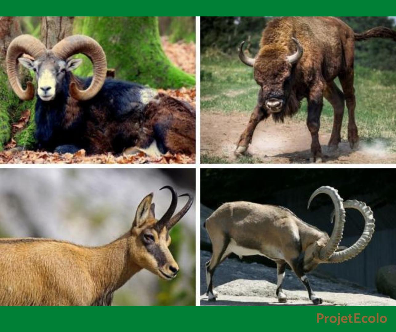 +20 ANIMAUX à CORNES - Afrique, Europe, Asie