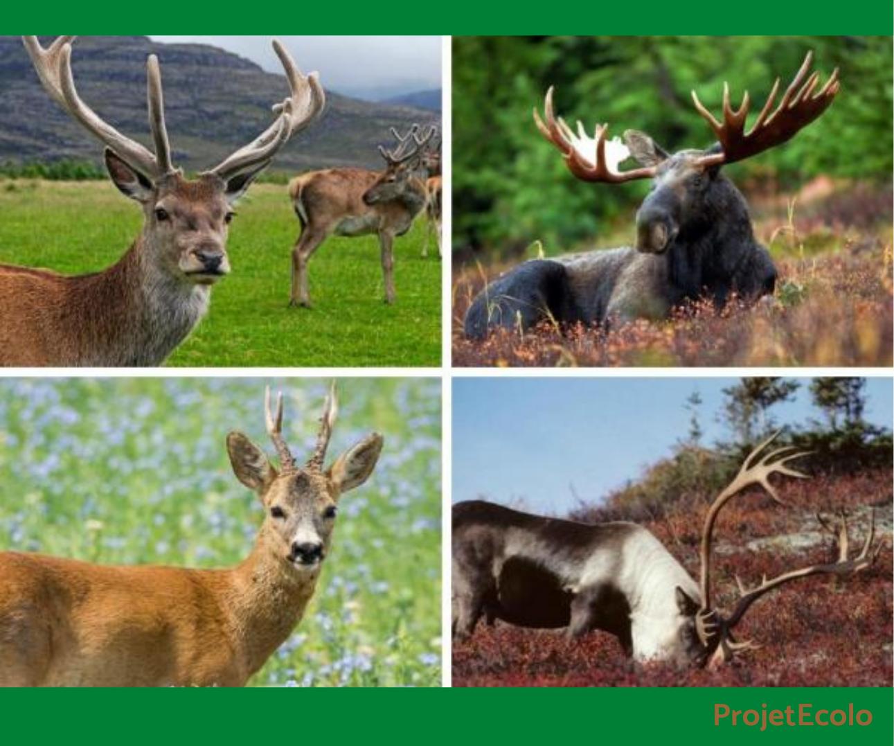 +20 ANIMAUX à CORNES - Afrique, Europe, Asie