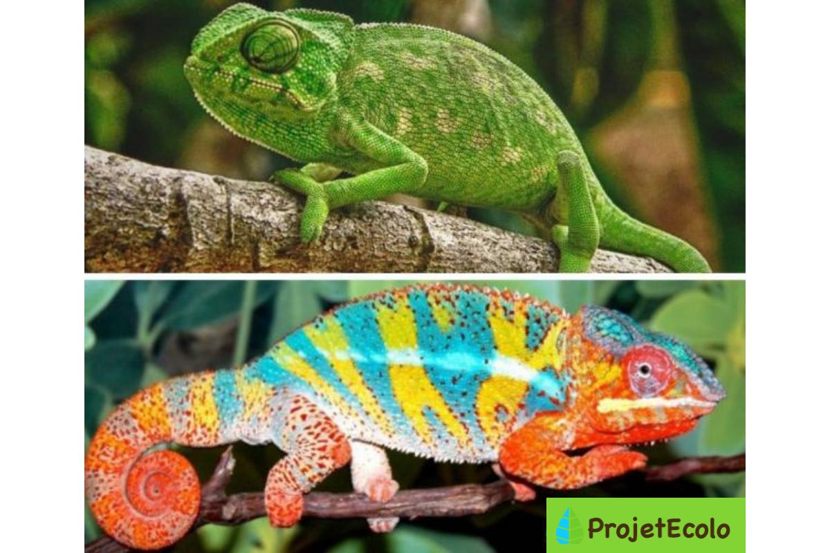 Les REPTILES : définition, classification et exemples