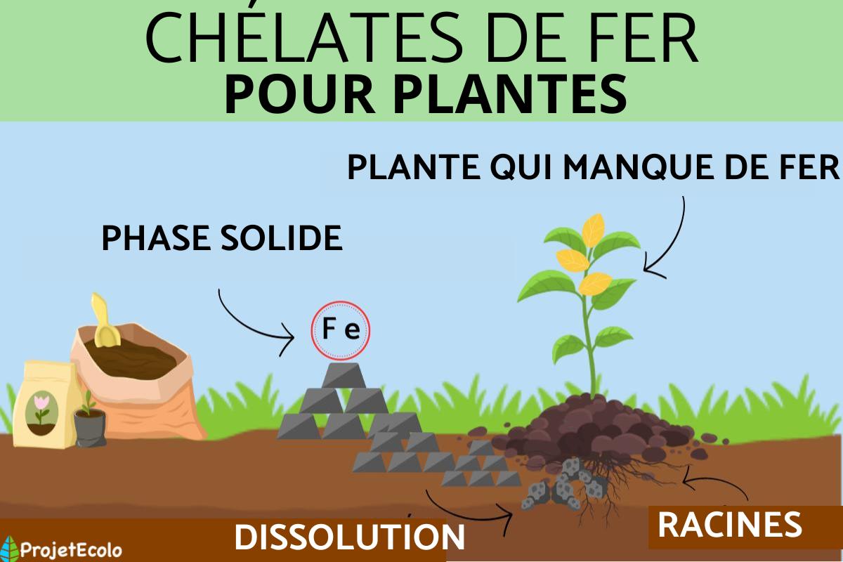 Chélates de fer : Définition, types et comment les utiliser