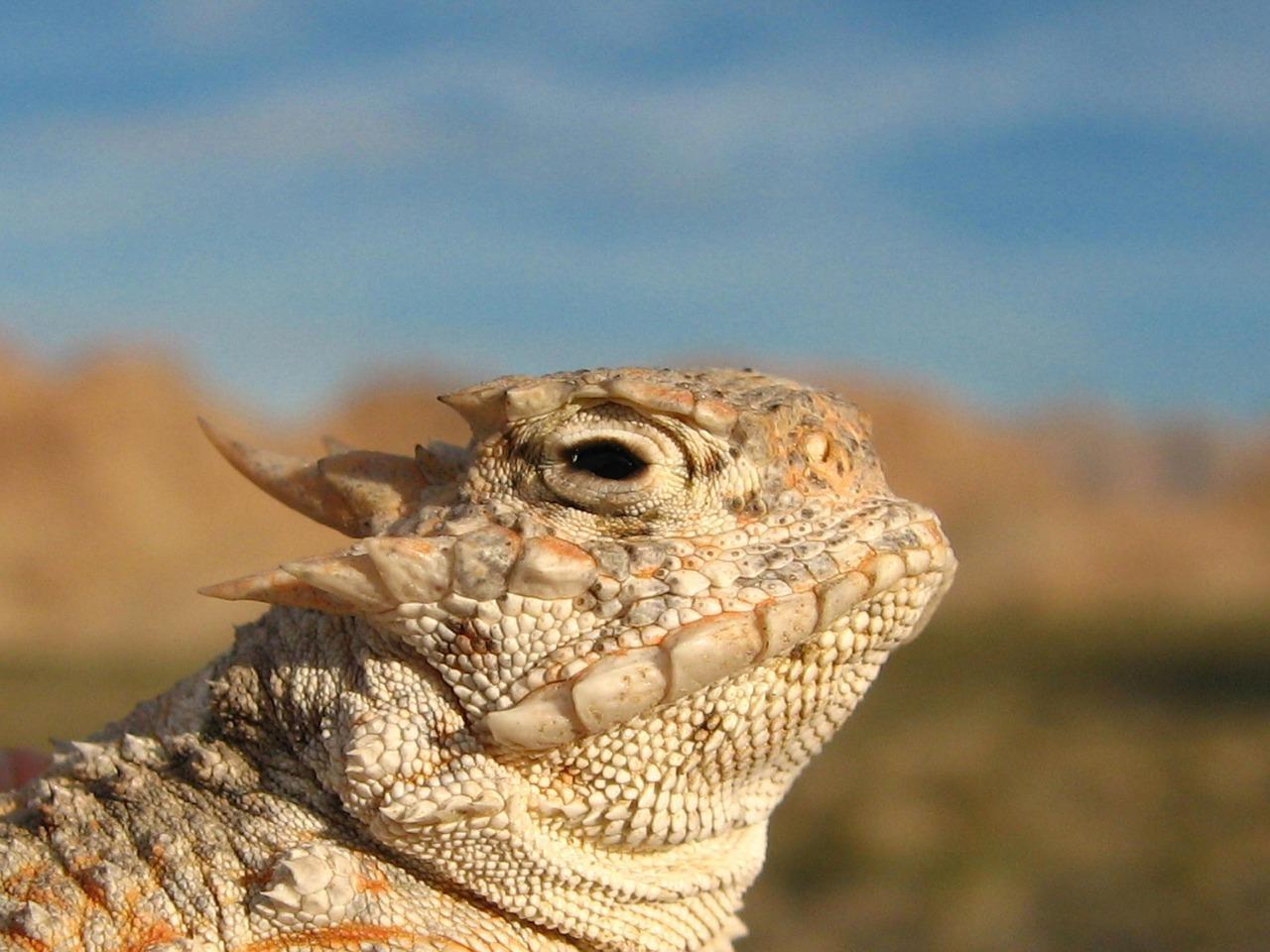 Les REPTILES : définition, classification et exemples