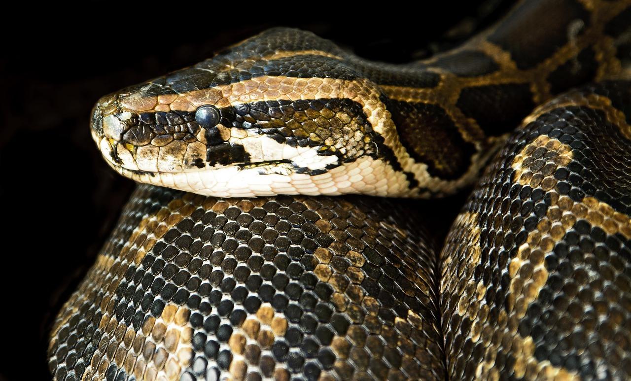 Les REPTILES : définition, classification et exemples