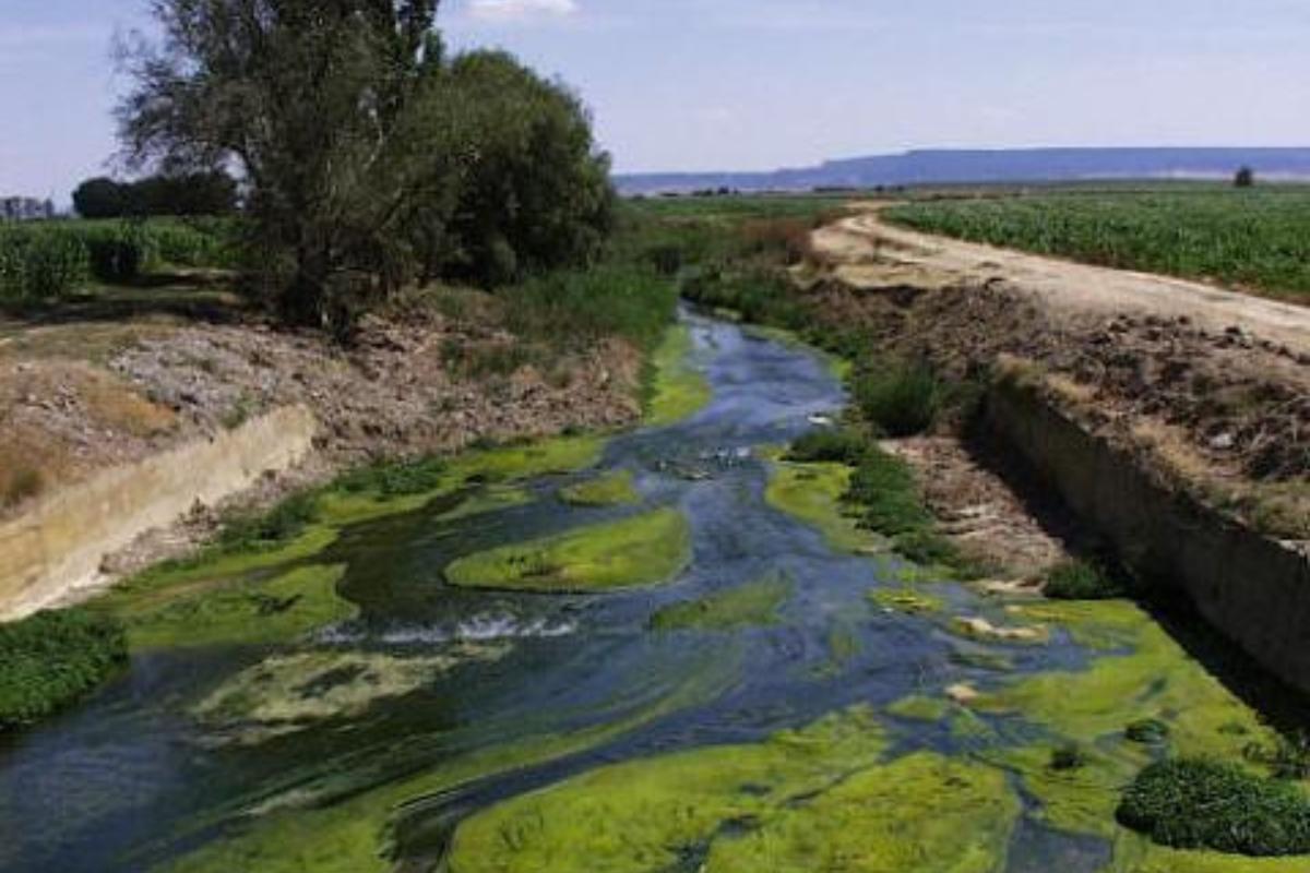 Eutrophisation : définition, causes et conséquences - Le phénomène d'eutrophisation