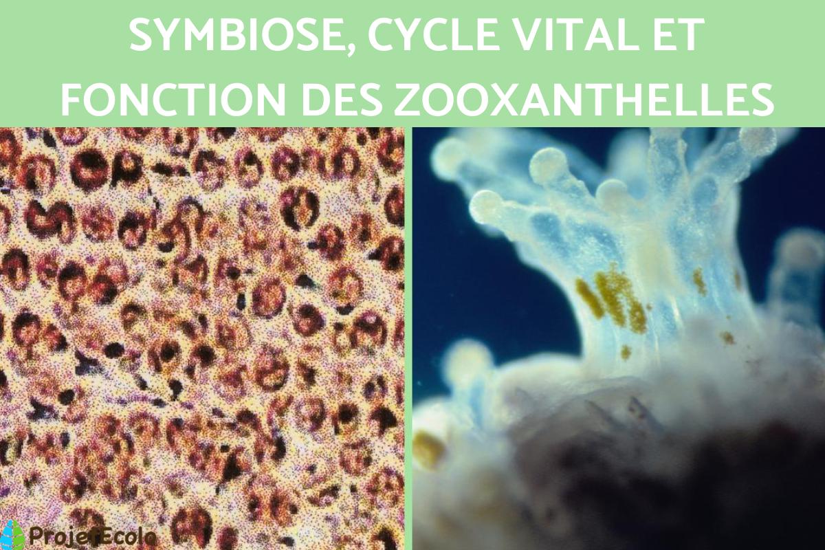 Zooxanthelles : Définition, symbiose, cycle vital et fonction