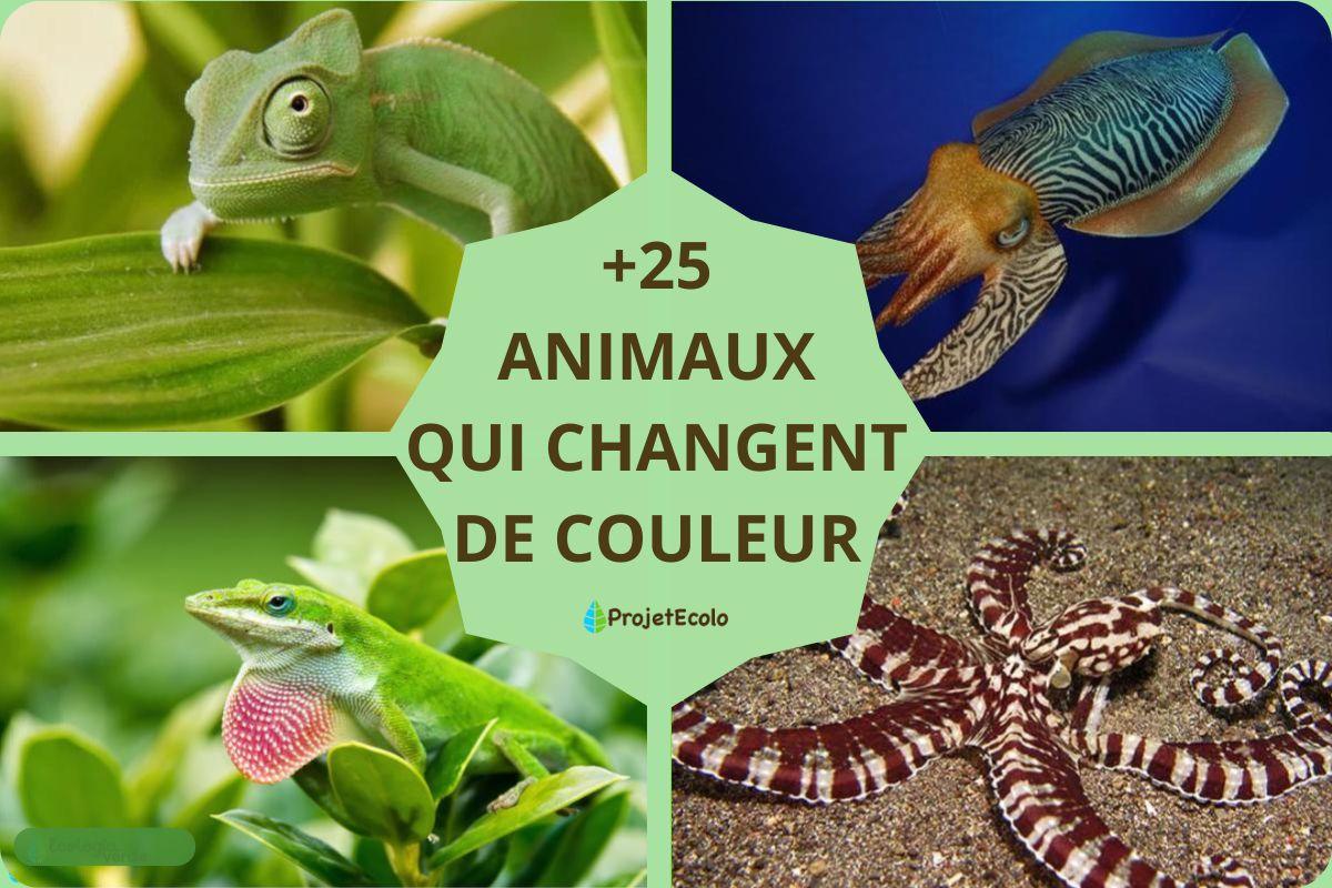 +25 Animaux qui changent de couleur - NOMS et PHOTOS