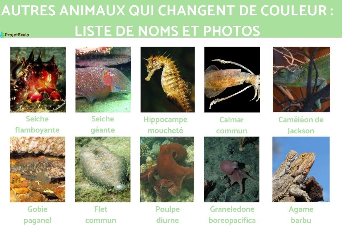 +25 Animaux qui changent de couleur - NOMS et PHOTOS