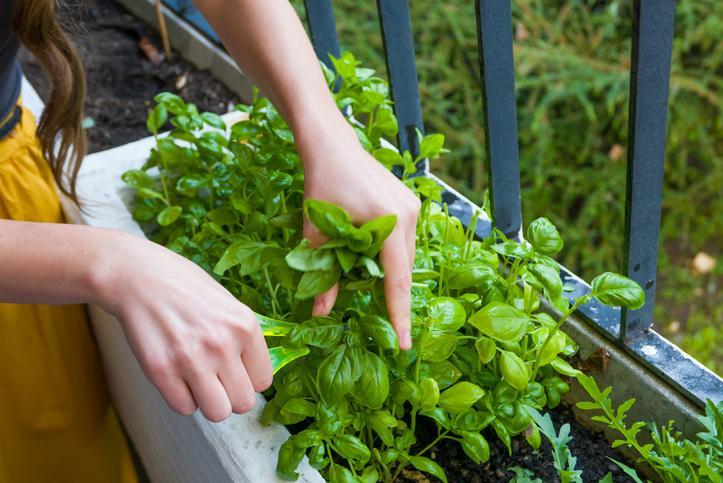 Comment SEMER et PLANTER du basilic - Guide de JARDINAGE