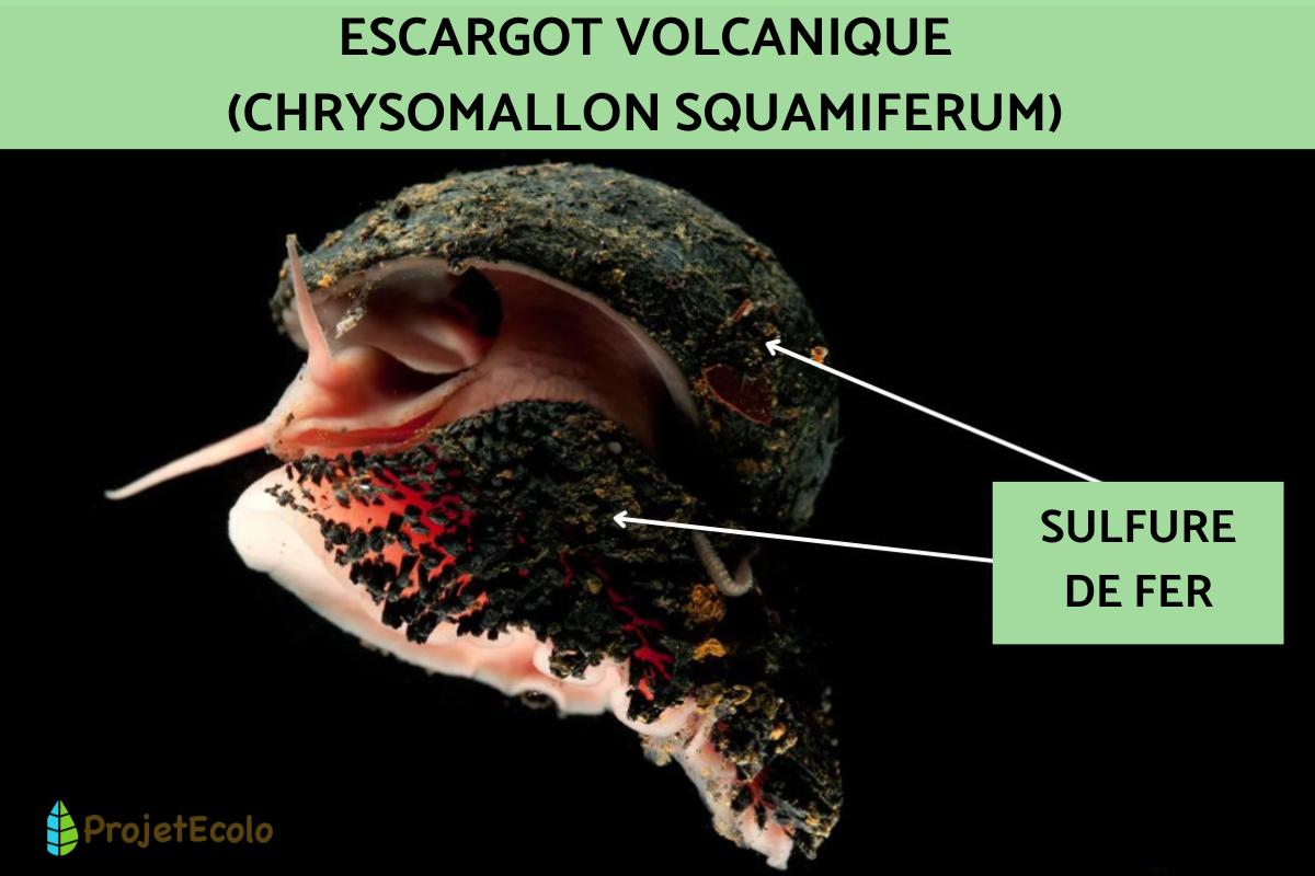 ESCARGOTS VOLCANIQUES, des animaux capables de vivre dans les volcans ...