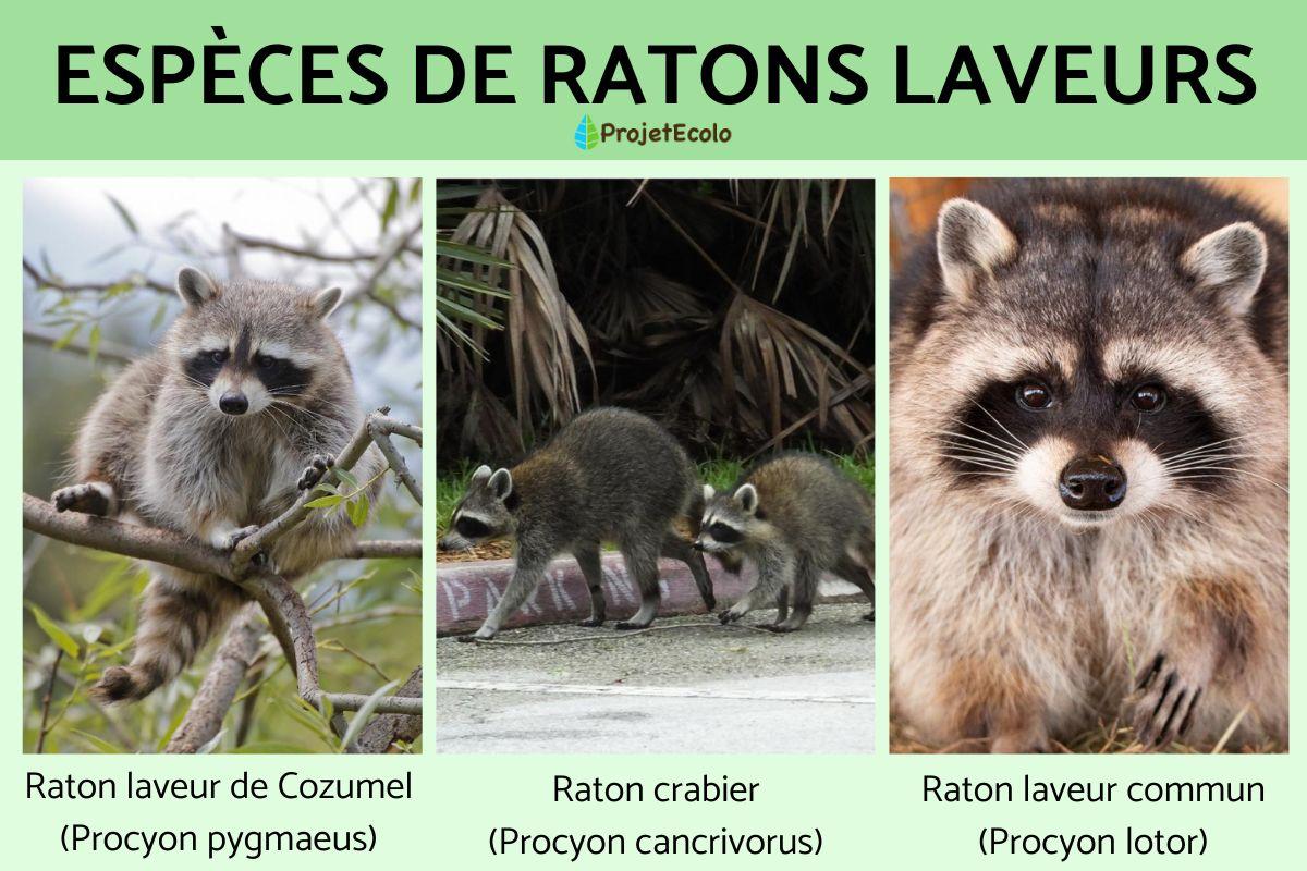 3 espèces de ratons laveurs - NOMS et PHOTOS d'un raton laveur