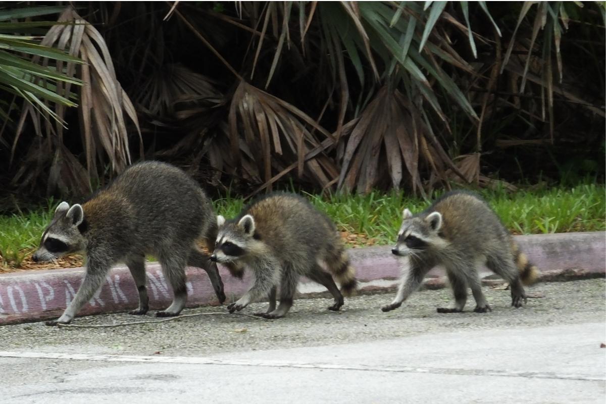 3 espèces de ratons laveurs - NOMS et PHOTOS d'un raton laveur
