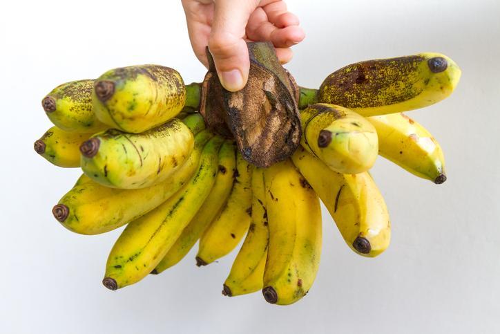 10 Variétés de bananes - Noms, caractéristiques et photos