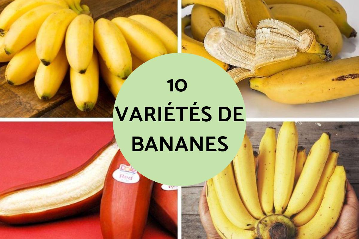 10 Variétés de bananes - Noms, caractéristiques et photos