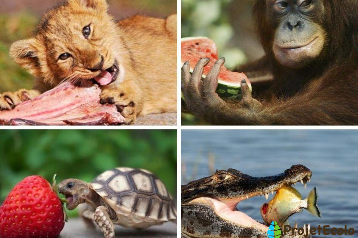 ORGANISME HÉTÉROTROPHE : définition, caractéristiques et exemples