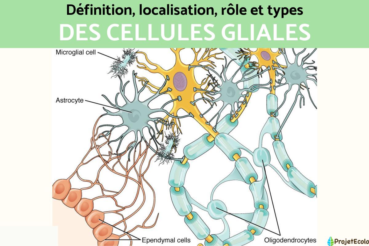 Cellules gliales : Définition, localisation, rôle et types
