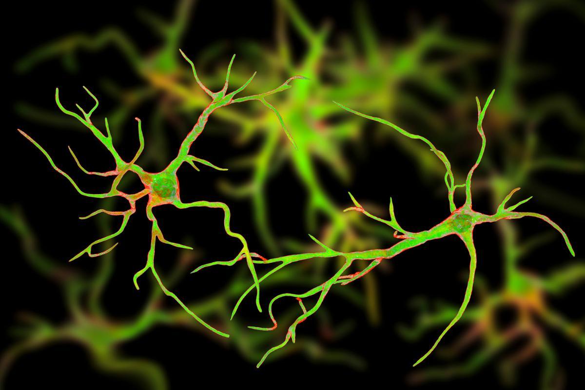 Cellules gliales : Définition, localisation, rôle et types