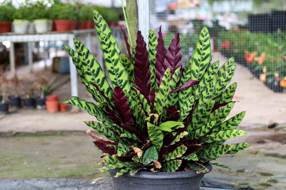 10 Types de Calathea - Noms et PHOTOS